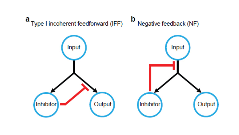 Developing a Synthetic Circuit to Control Gene Dosage Variation ...